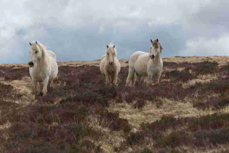 How Is Your Mare’s Belly Shape Changing Before Foaling - Smarter Horse