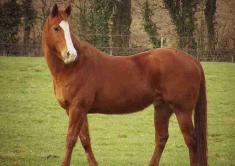 Sorrel vs Chestnut horse