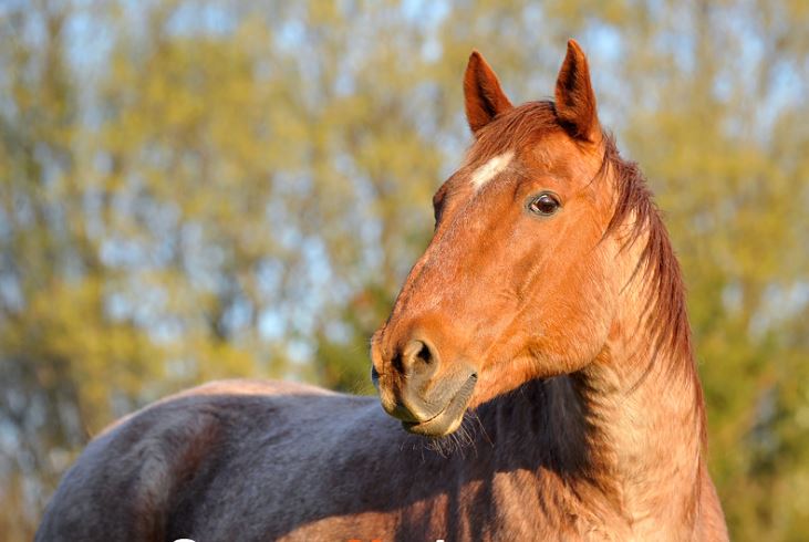 Famous Red Roan Horses And Their Color Genetics. Metallic Cat, Anyone ...