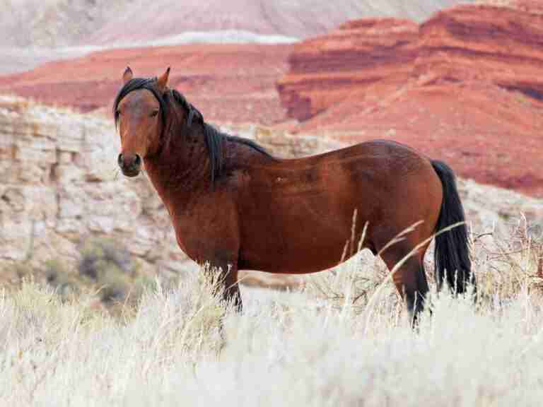 Horse Horns: What Breeds Have Them? - Smarter Horse