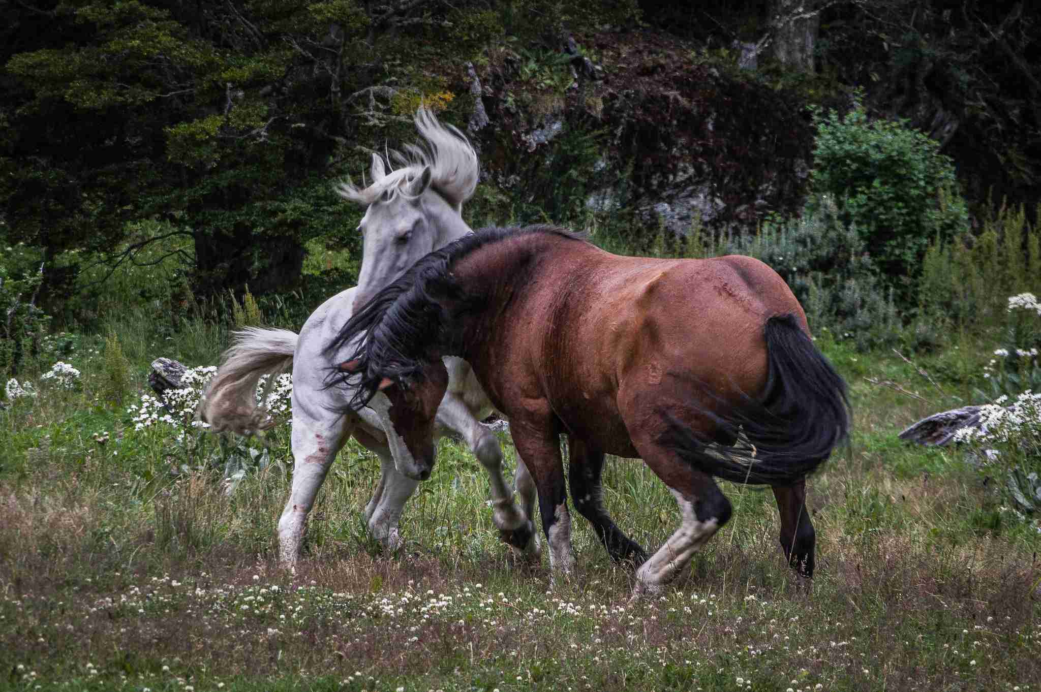 Horse Horns: What Breeds Have Them? - Smarter Horse