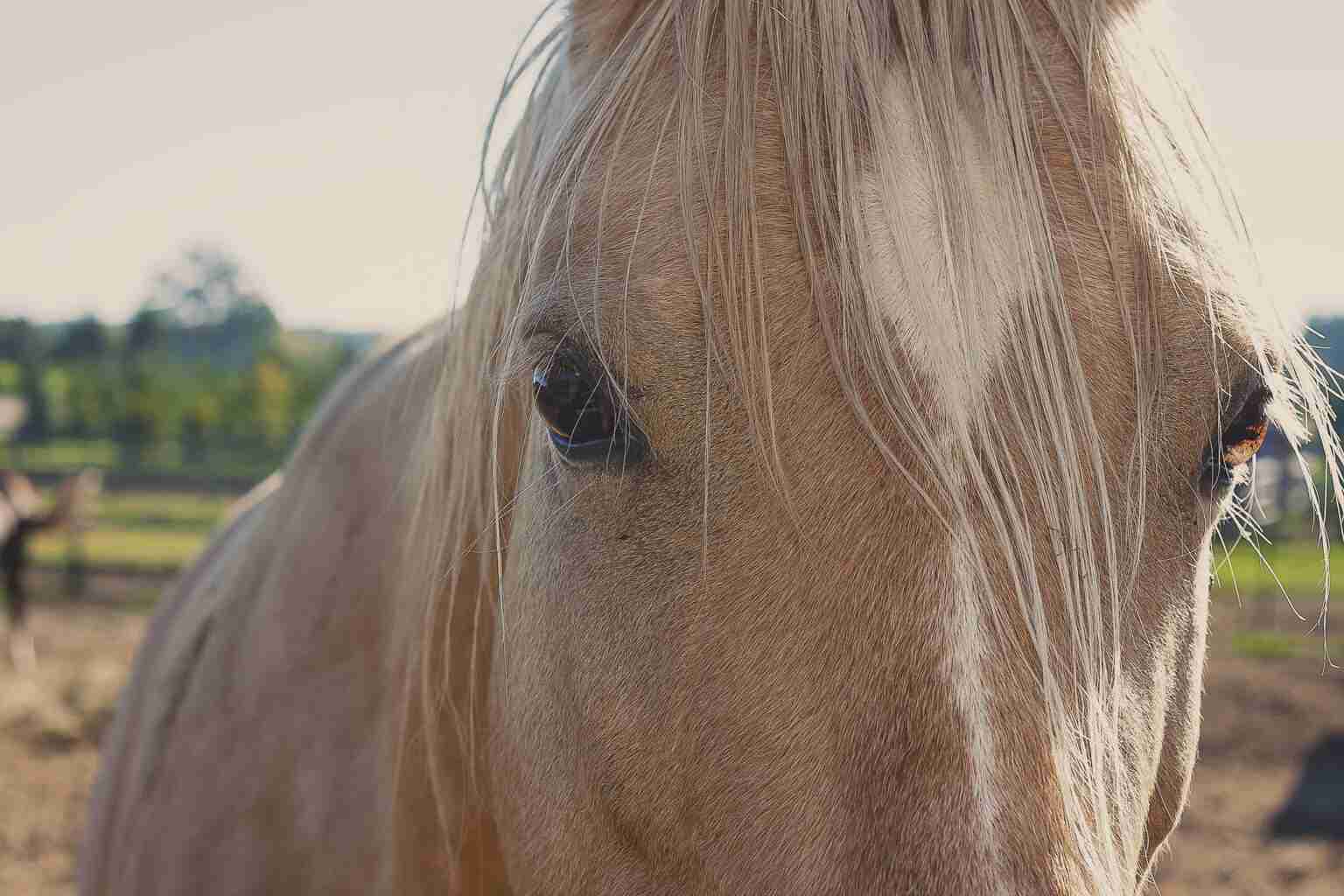 Horse Horns: What Breeds Have Them? - Smarter Horse