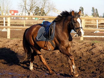 Cantering A Horse: What To Do And Not Do - Smarter Horse