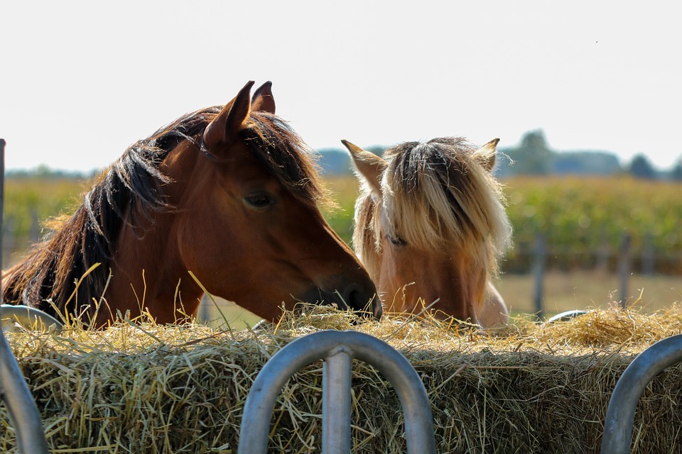 How Many Alfalfa Cubes Equal A Flake Of Hay