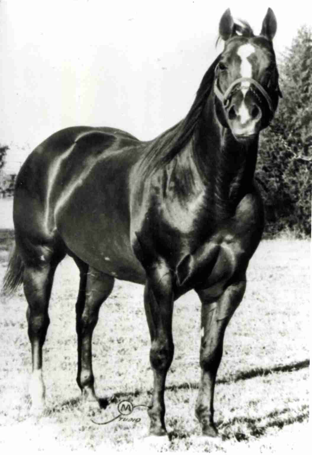 Unlock the Secrets of AQHA Pedigrees